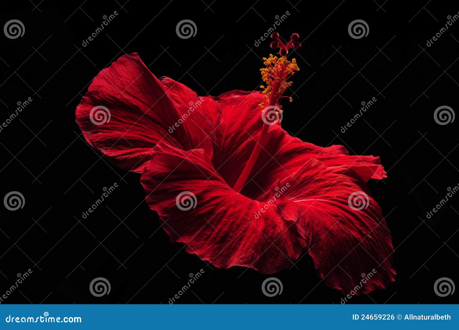 Beautiful Red Hibiscus Flower Stock Photo - Image of stamen, background ...
