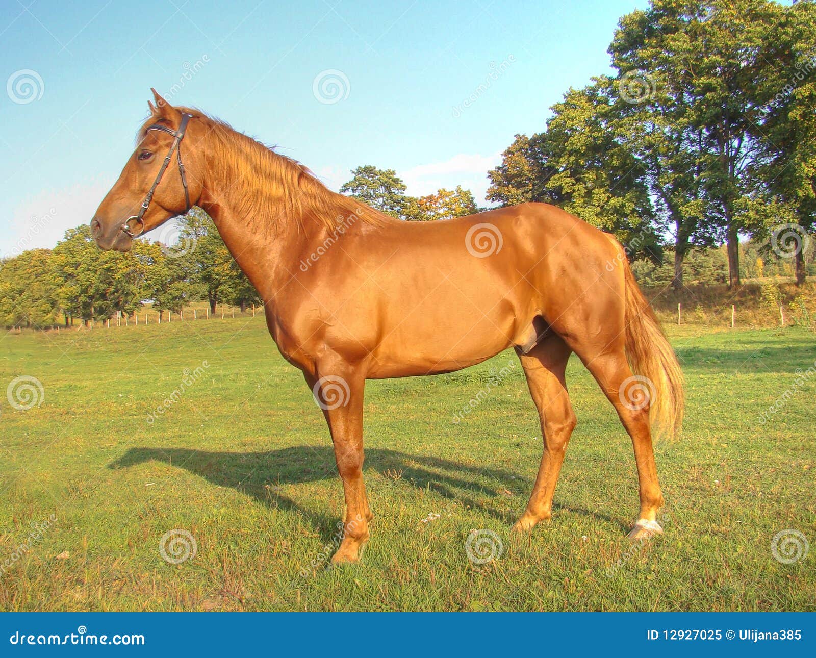 The beautiful red horse stock image. Image of farm, grassland - 12927025