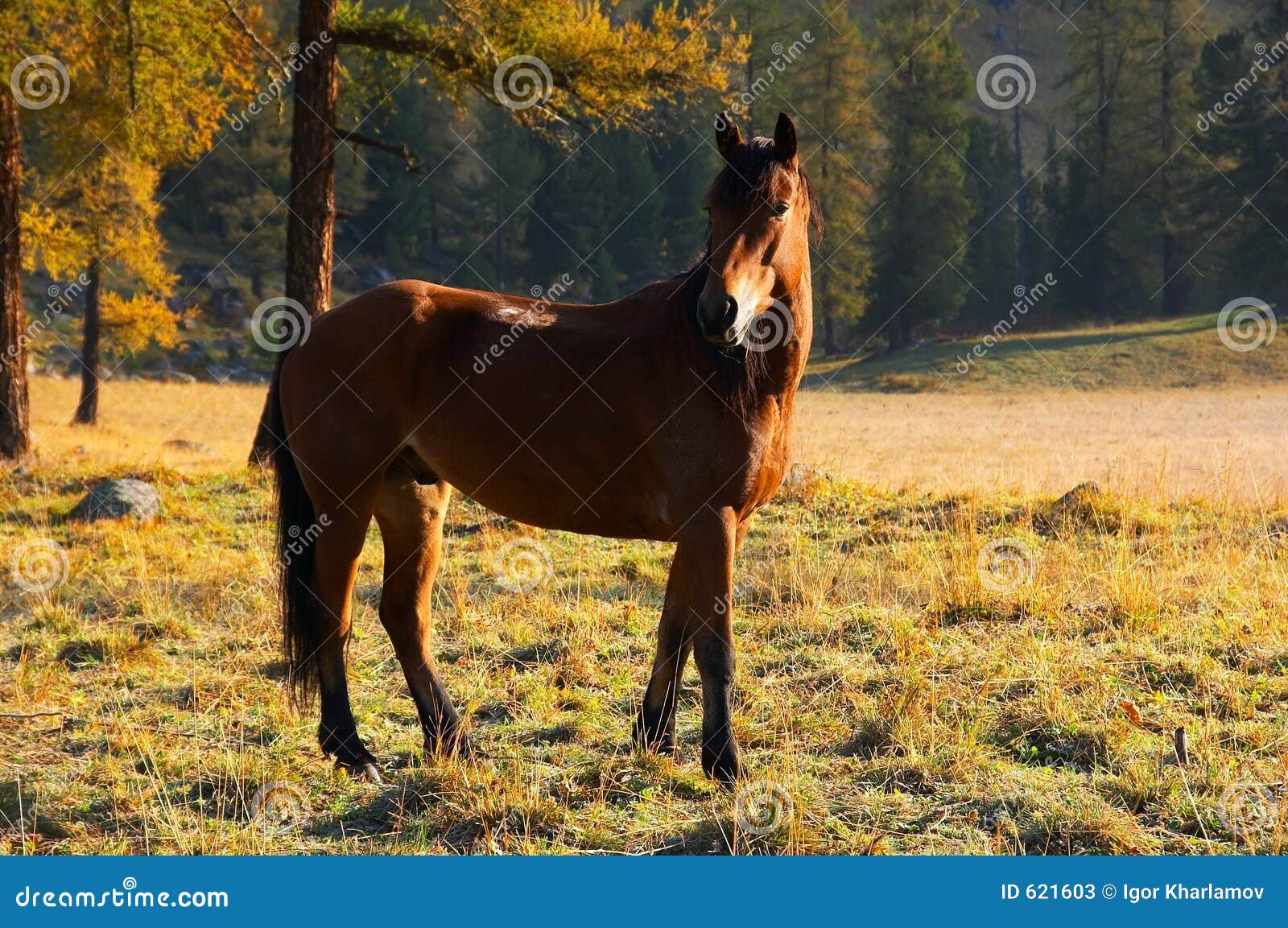 Beautiful red horse. stock image. Image of pasture, landscape - 621603