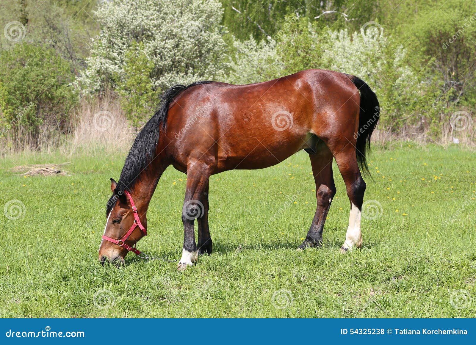 Beautiful red horse stock photo. Image of adult, season - 54325238