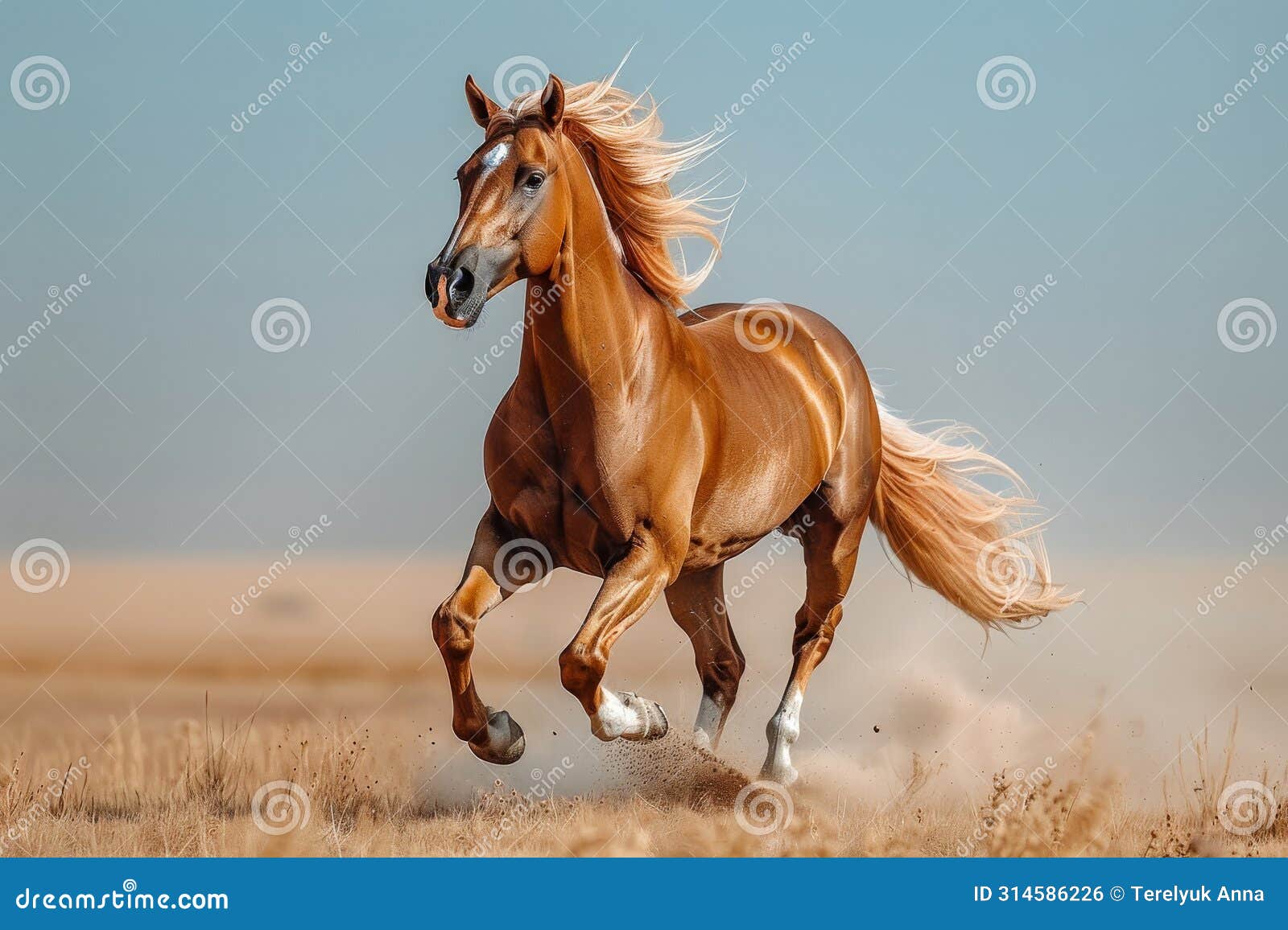 Beautiful Red Horse Galloping on the Field Stock Photo - Image of white ...