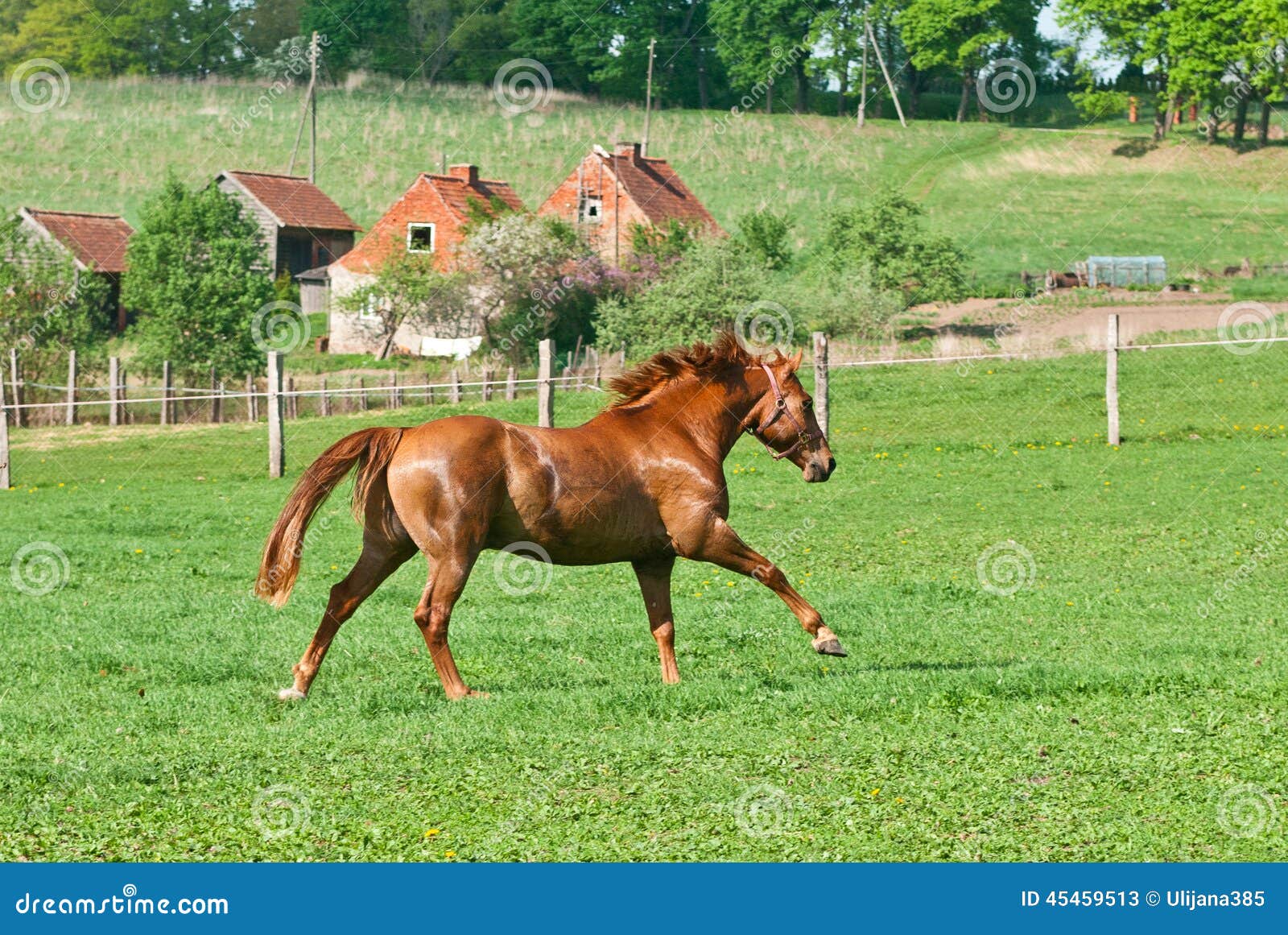The beautiful red horse stock image. Image of gold, freedom - 45459513