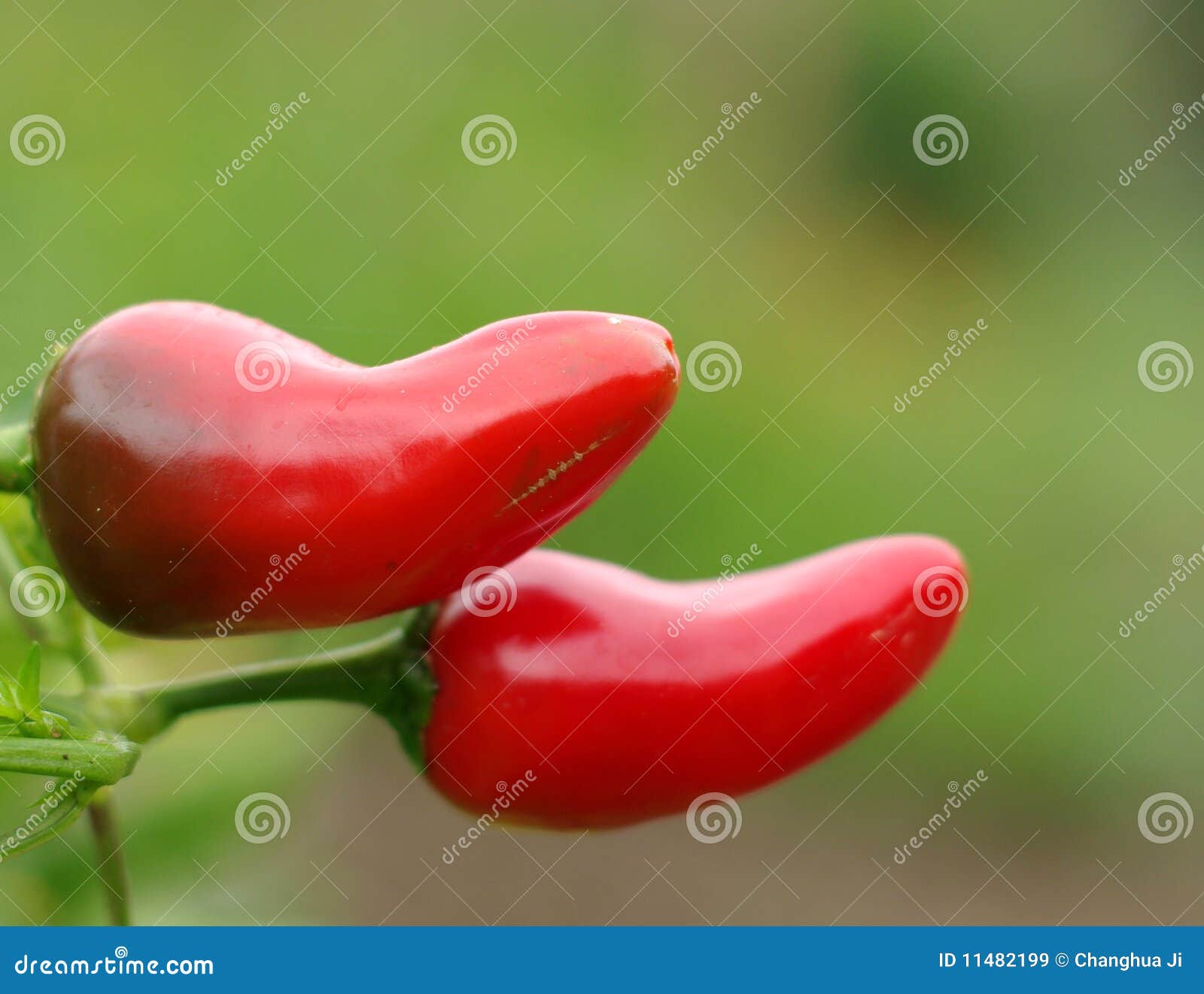 Beautiful red hot peppers stock image. Image of harvest - 11482199