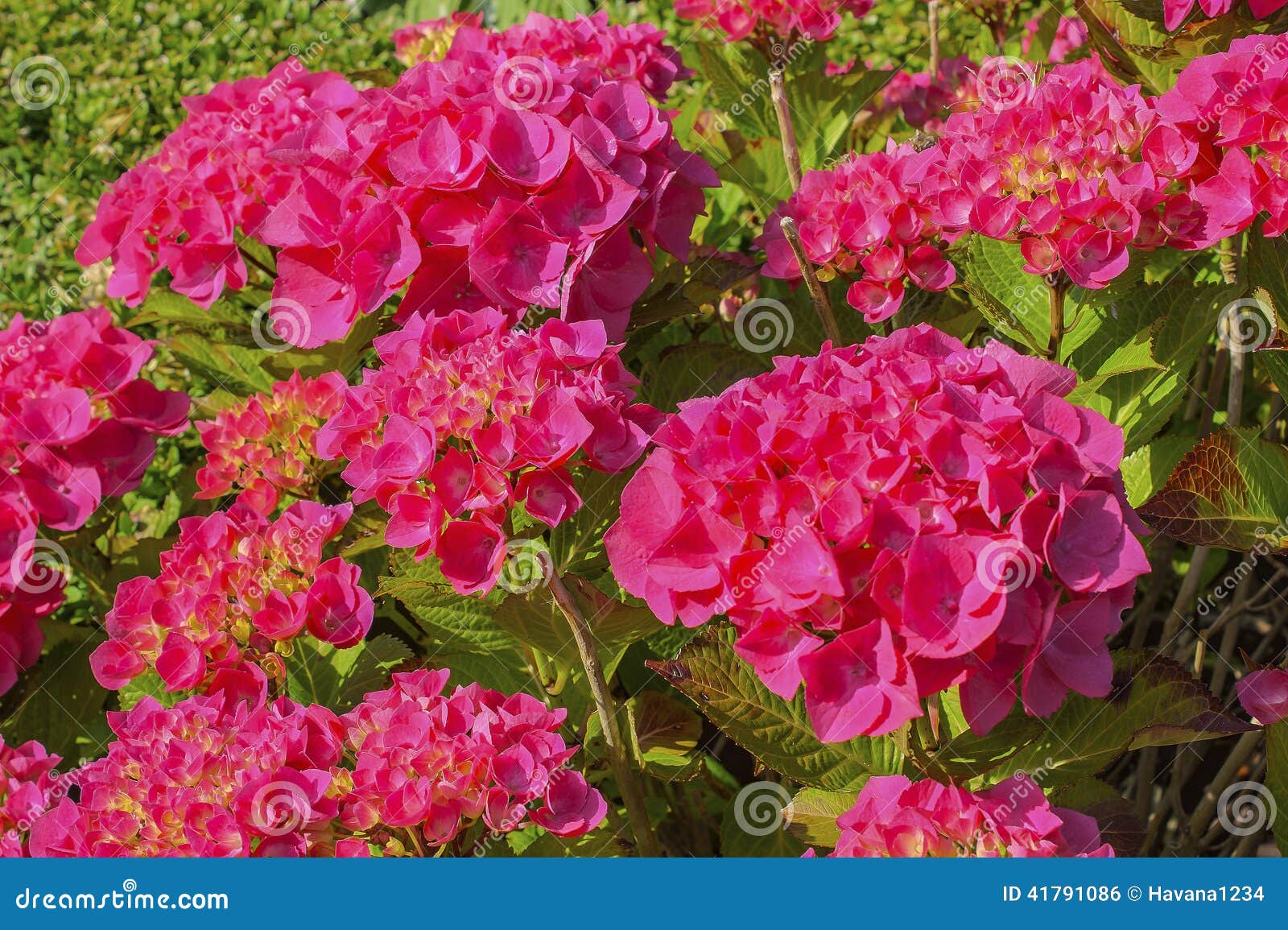 Beautiful Red Hydrangea in Full Bloom Stock Photo - Image of flower ...