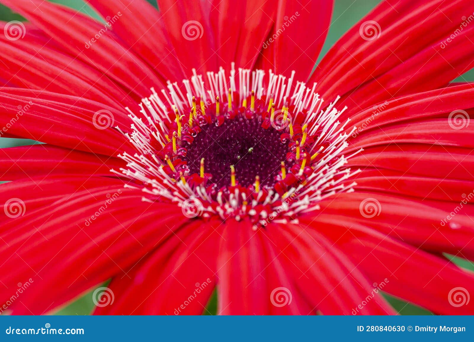 Beautiful Red Isolated Macro Shot of Gerbera of Gelios Sort Flower ...