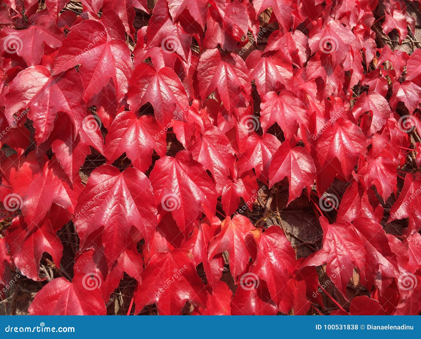 Red Ivy on Wall Texture Background Stock Photo - Image of used ...