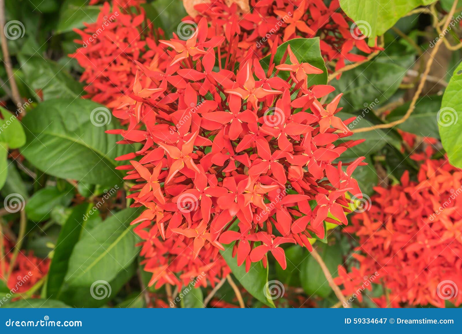 Beautiful Red Ixora Flower (Ixora Sp.) Stock Image - Image of blossom ...