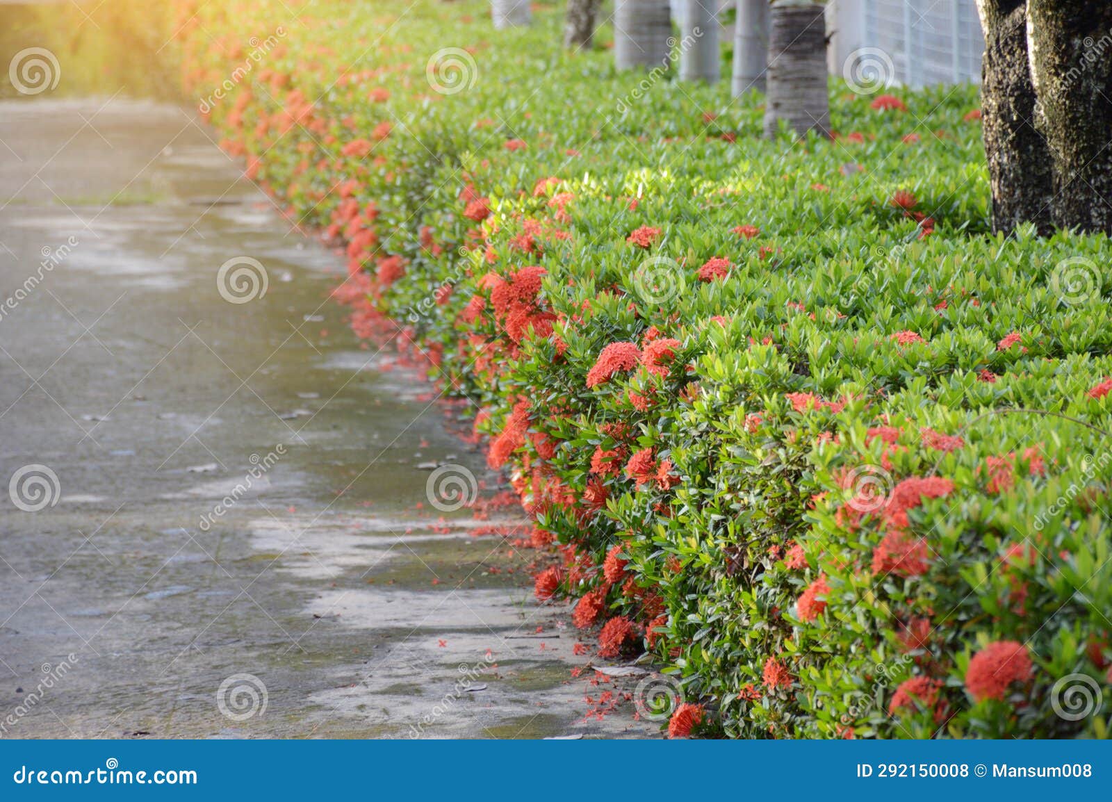 Beautiful Red Ixora Flowers in the Park Stock Photo - Image of flora ...