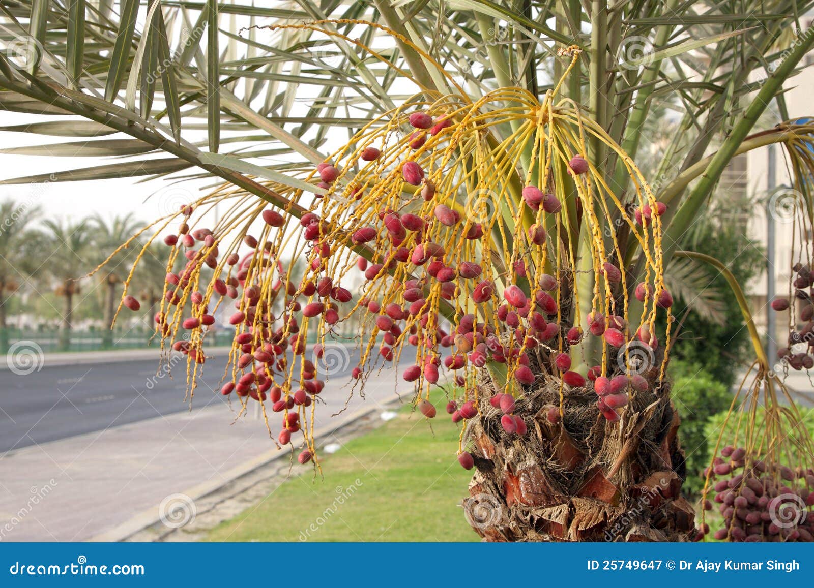 Beautiful red kimri dates stock image. Image of flora - 25749647