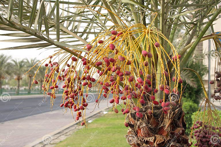 Beautiful red kimri dates stock image. Image of flora - 25749647