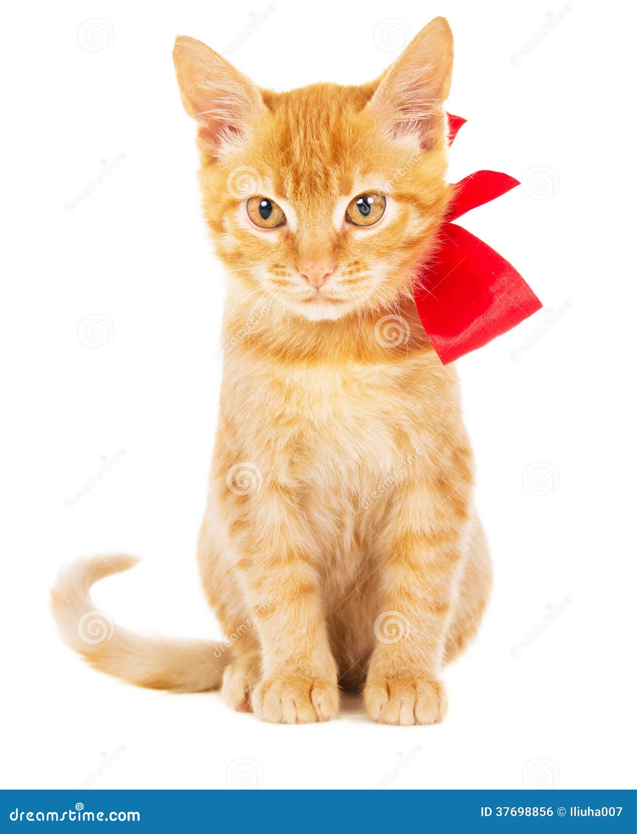 Beautiful Red Kitten with Ribbon Stock Photo - Image of charming, ears ...