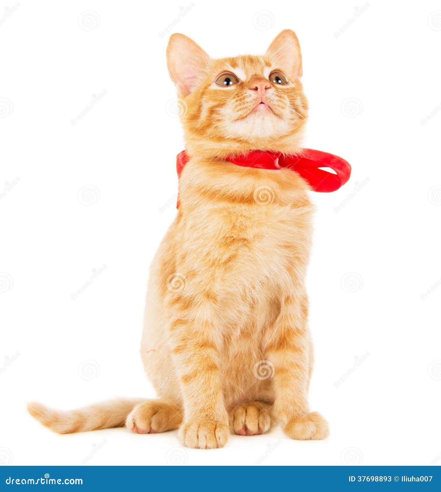Beautiful Red Kitten with Ribbon Stock Image - Image of adorable, gift ...