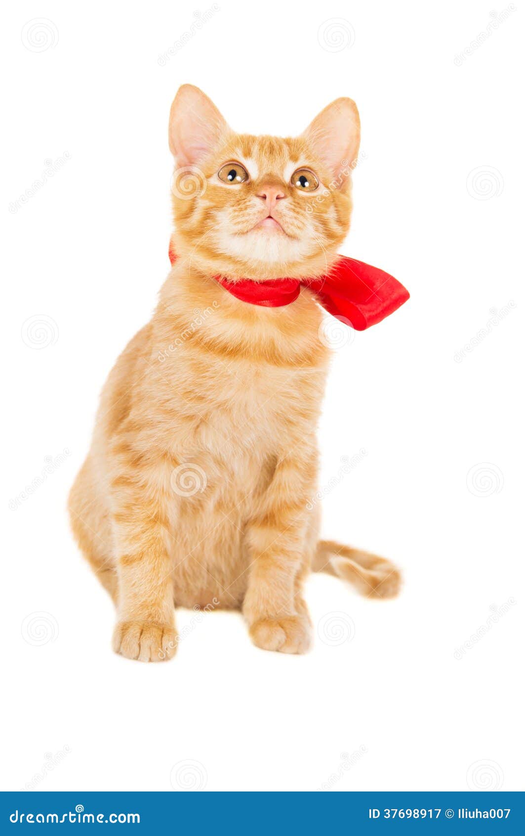 Beautiful Red Kitten With Ribbon Stock Image - Image of claws ...