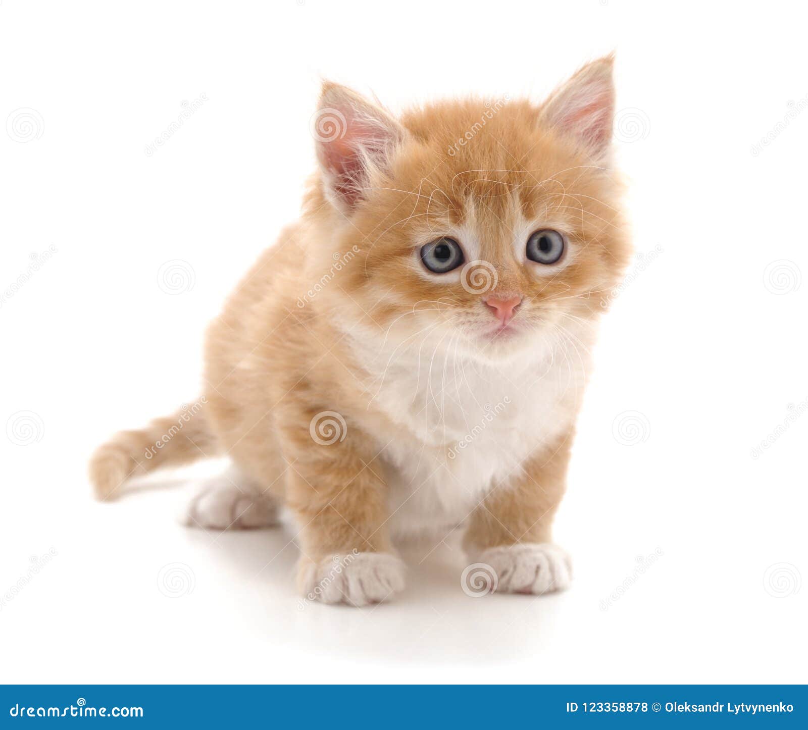 Beautiful red kitten. stock photo. Image of interest - 123358878