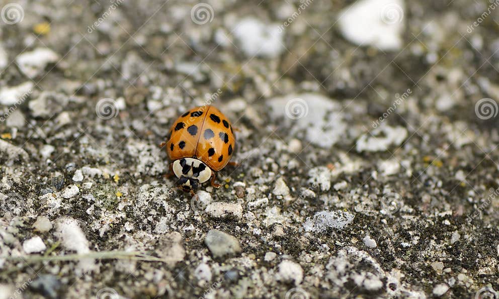 Beautiful red lady bug stock photo. Image of seven, lady - 33812824