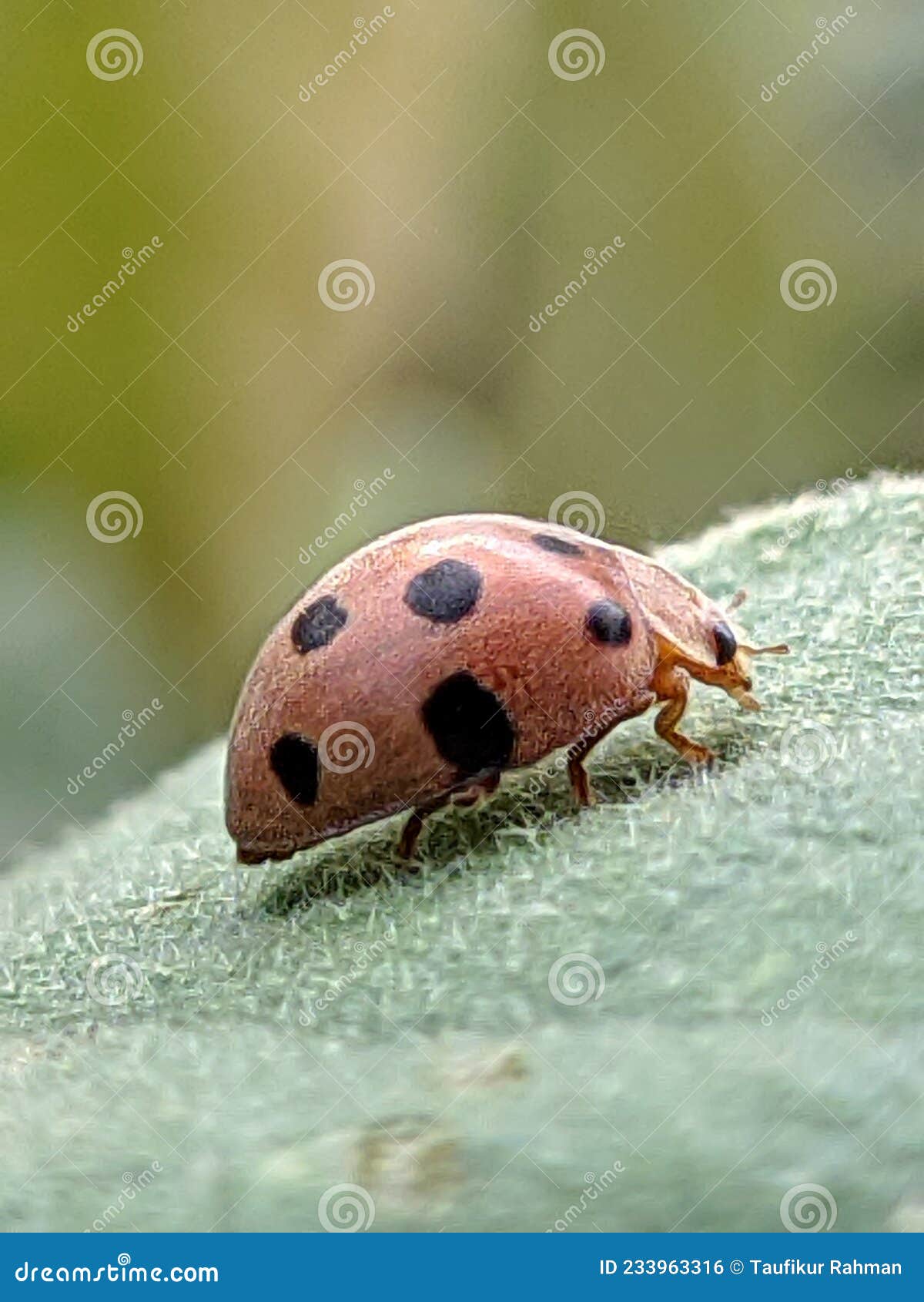 Beautiful Red Ladybug with Black Spots Stock Photo - Image of black ...