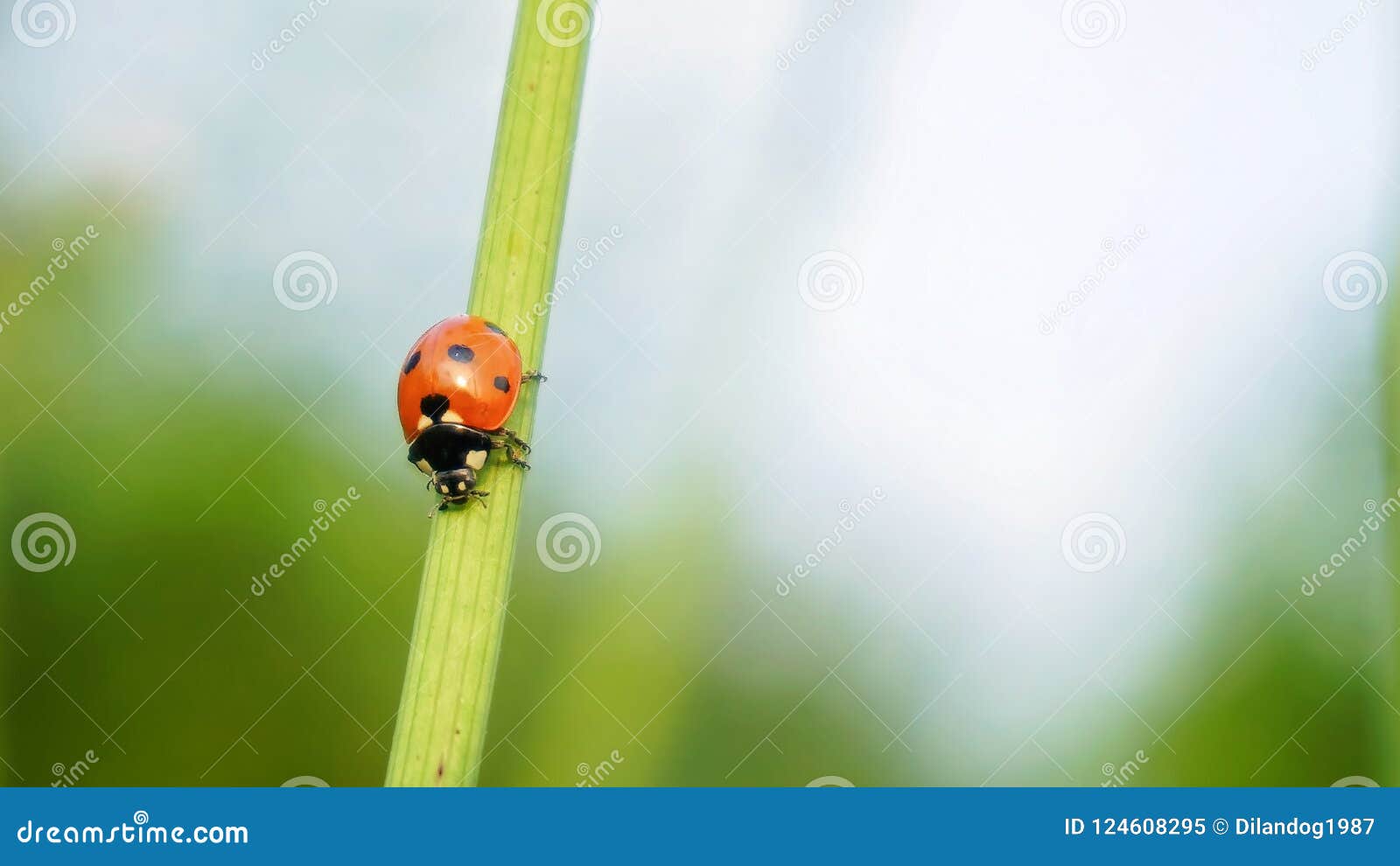 Ladybug Standing on the Plant Stock Image - Image of insect, garden ...