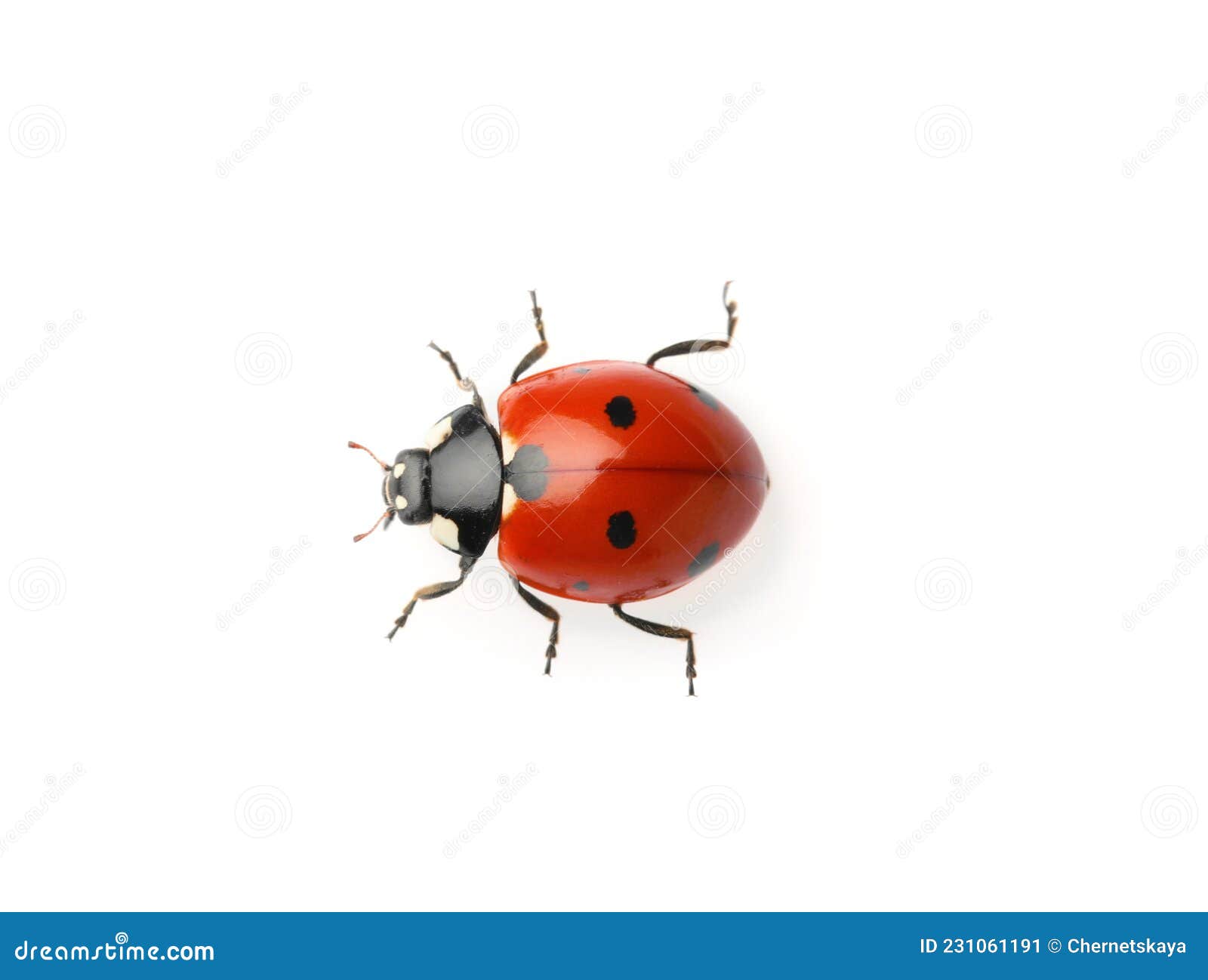 Beautiful Red Ladybug Isolated on White, Top View Stock Image - Image ...