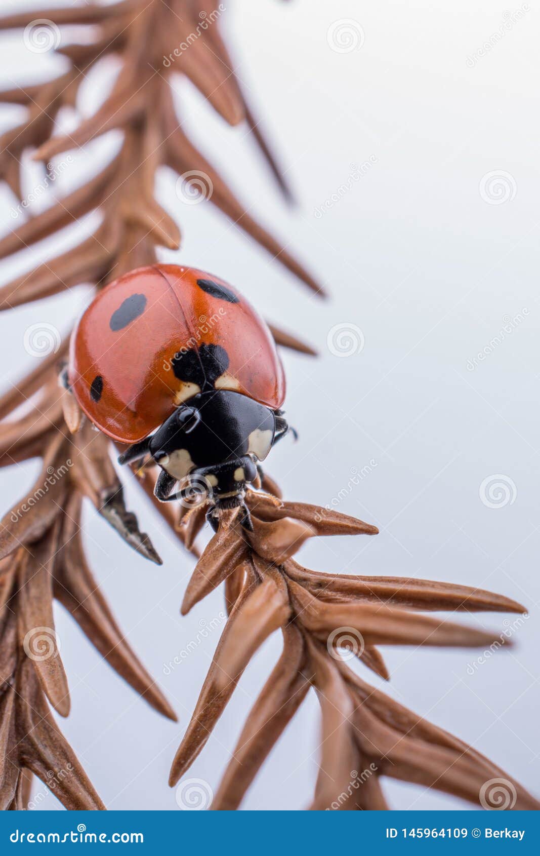 Beautiful Red Ladybug Walking on a Dry Leaf Stock Image - Image of ...