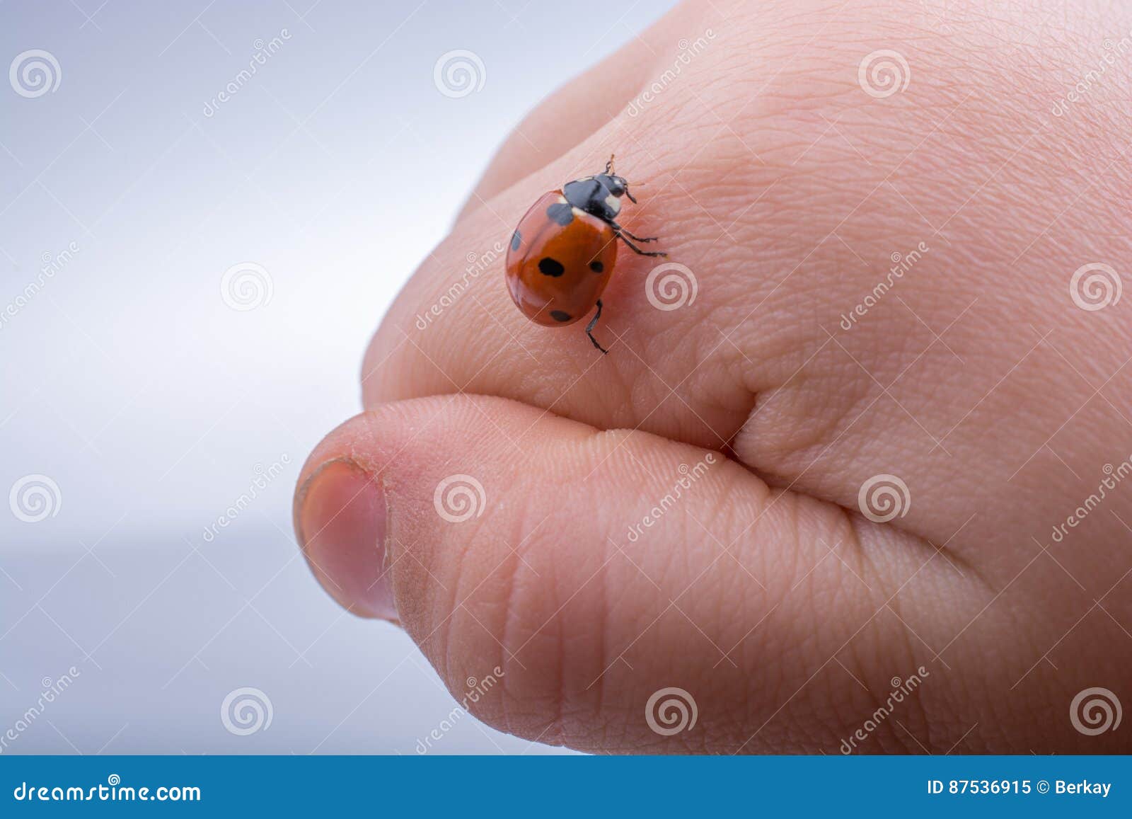 Beautiful Red Ladybug Walking on a Hand Stock Image - Image of ladybug ...