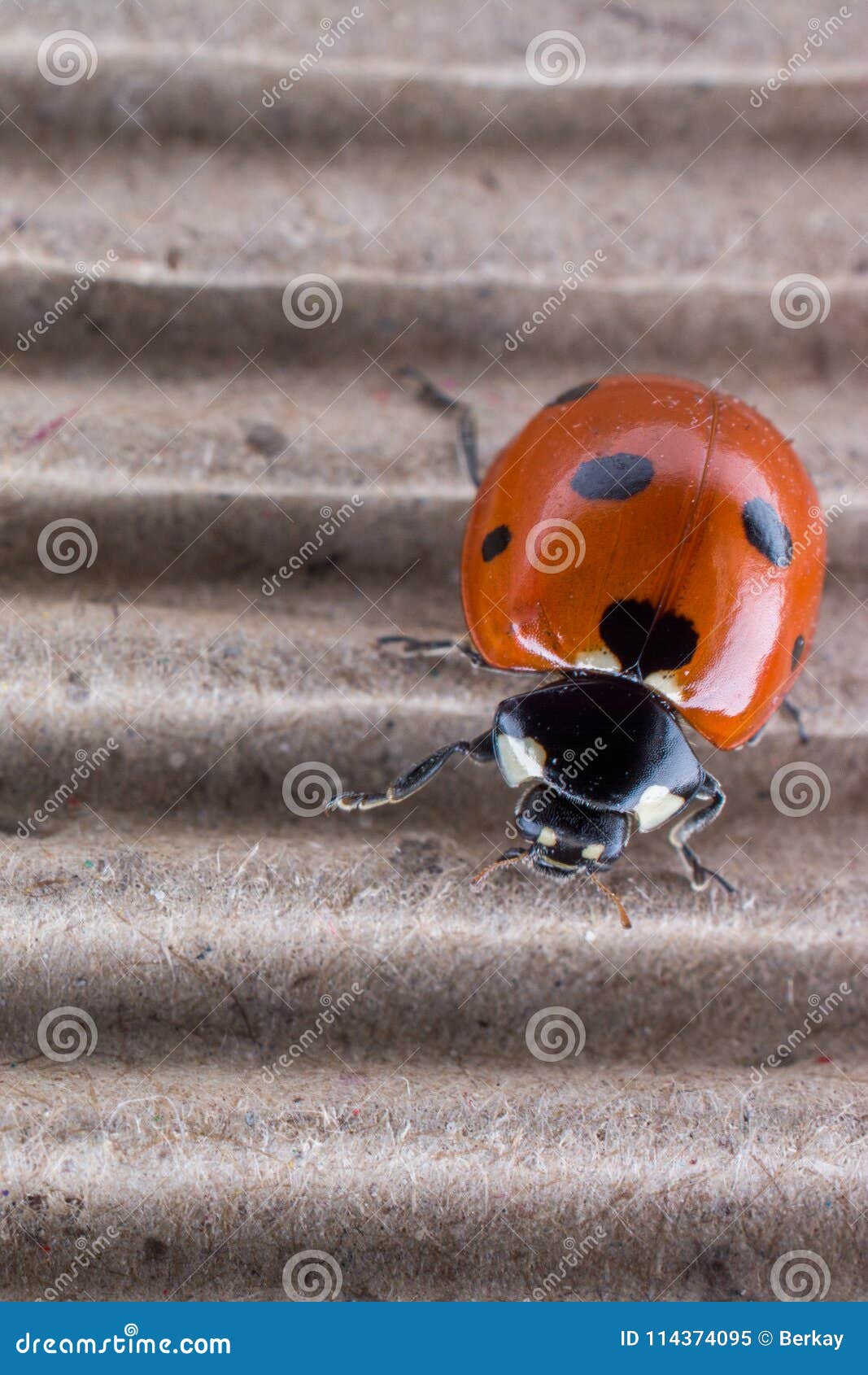 Beautiful Red Ladybug Walking on Paper Stock Image - Image of season ...