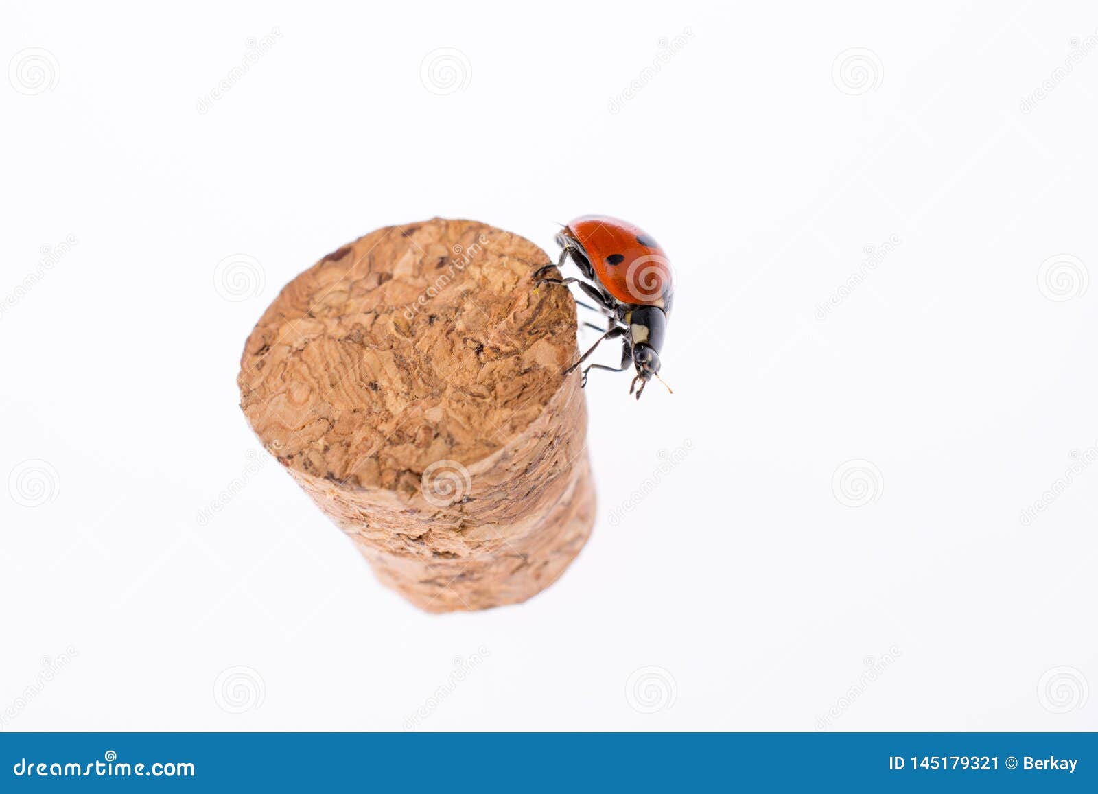 Beautiful Red Ladybug Walking on a Stock Image - Image of ladybugs ...