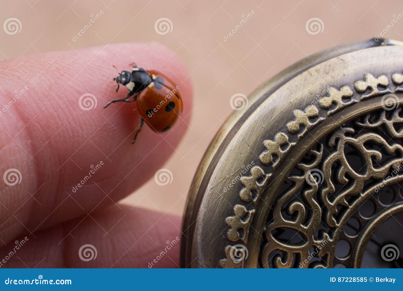 Beautiful Red Ladybug Walking on a Pocket Watch Stock Image - Image of ...