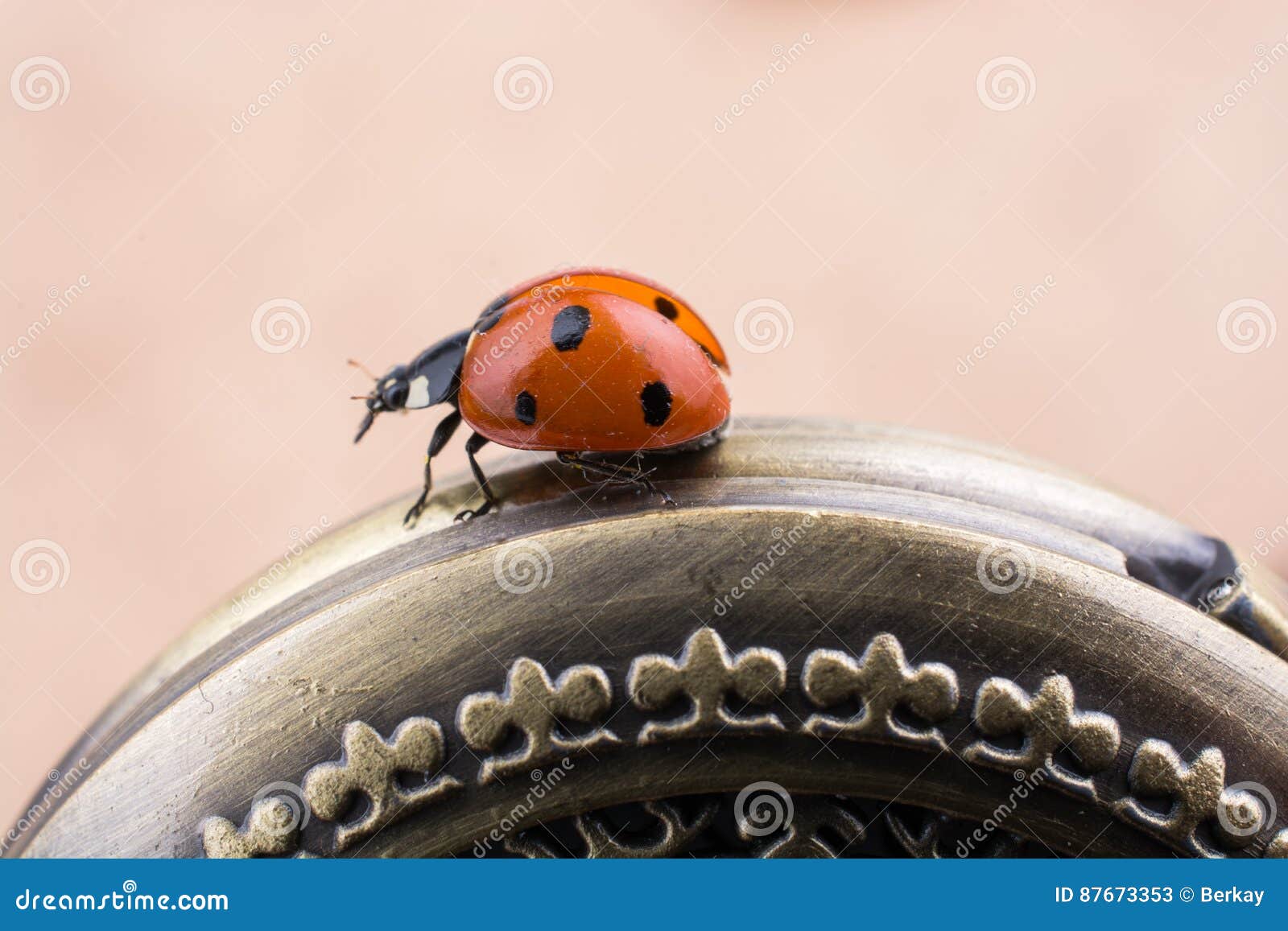 Beautiful Red Ladybug Walking on a Pocket Watch Stock Image - Image of ...