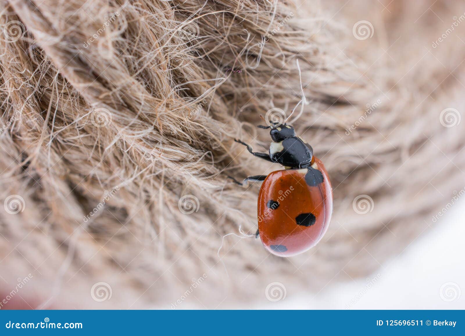 Beautiful Red Ladybug Walking on a Thread Stock Image - Image of ...