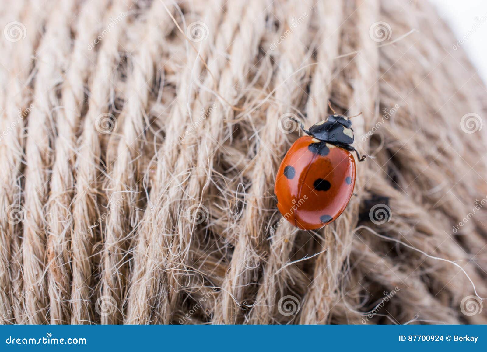 Beautiful Red Ladybug Walking on a Thread Stock Photo - Image of cute ...
