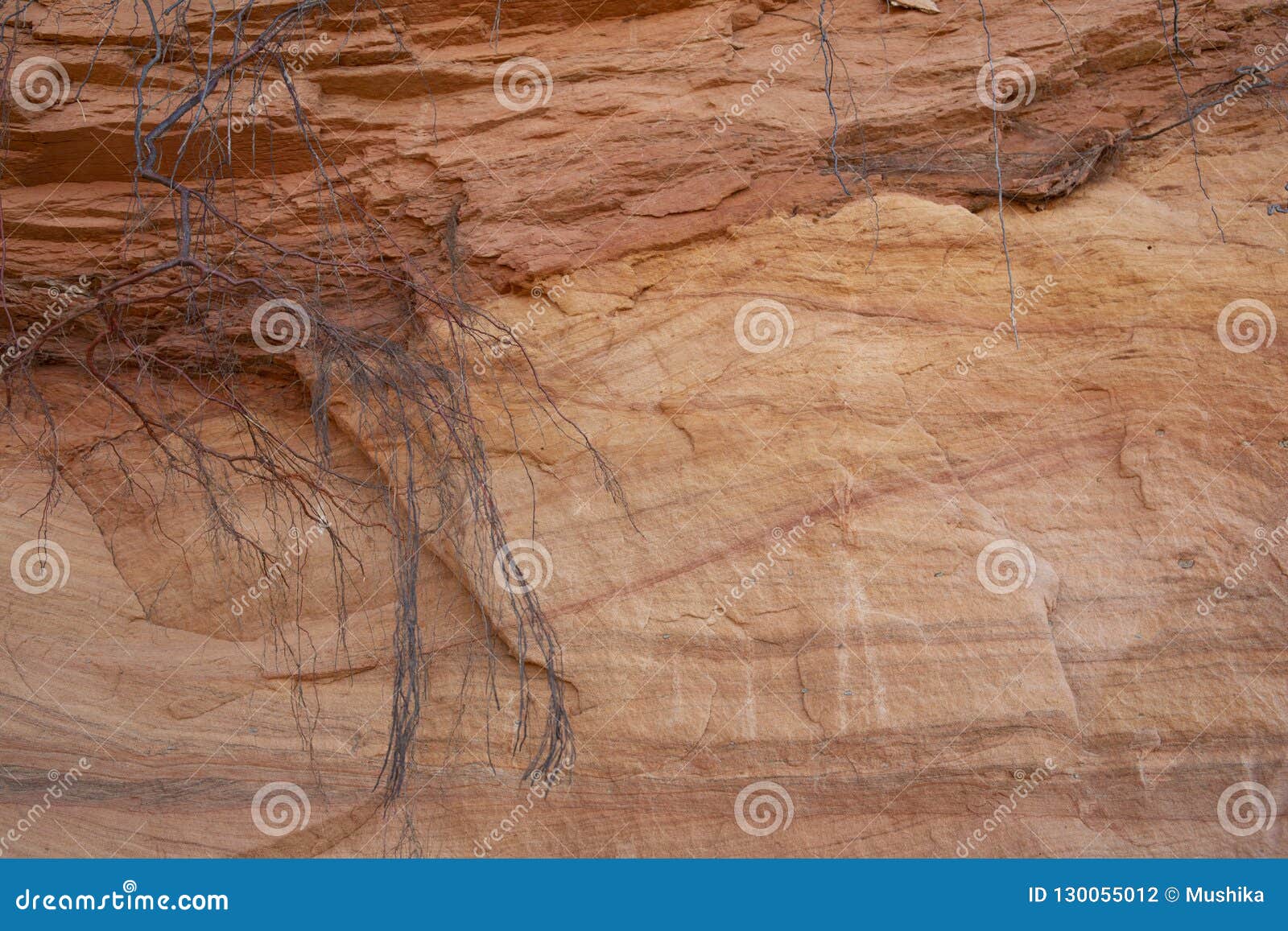 Beautiful Red Layered Sandstone Cliff Texture Surface with Tree Roots ...