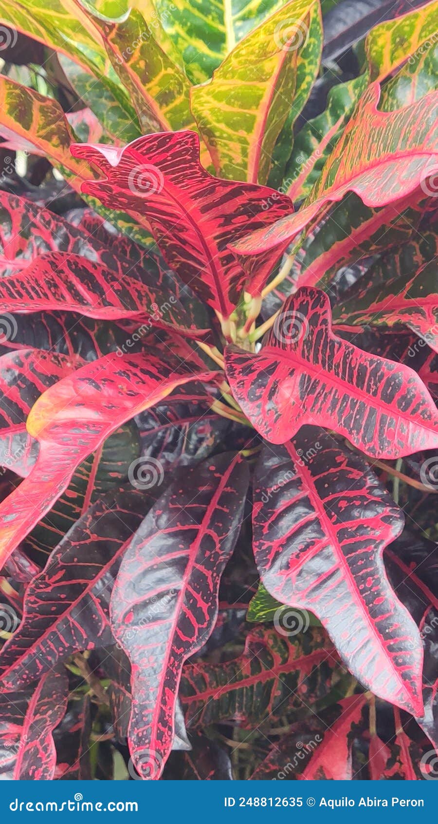 Beautiful Red Leaf Ornamental Plant Stock Image - Image of redplant ...
