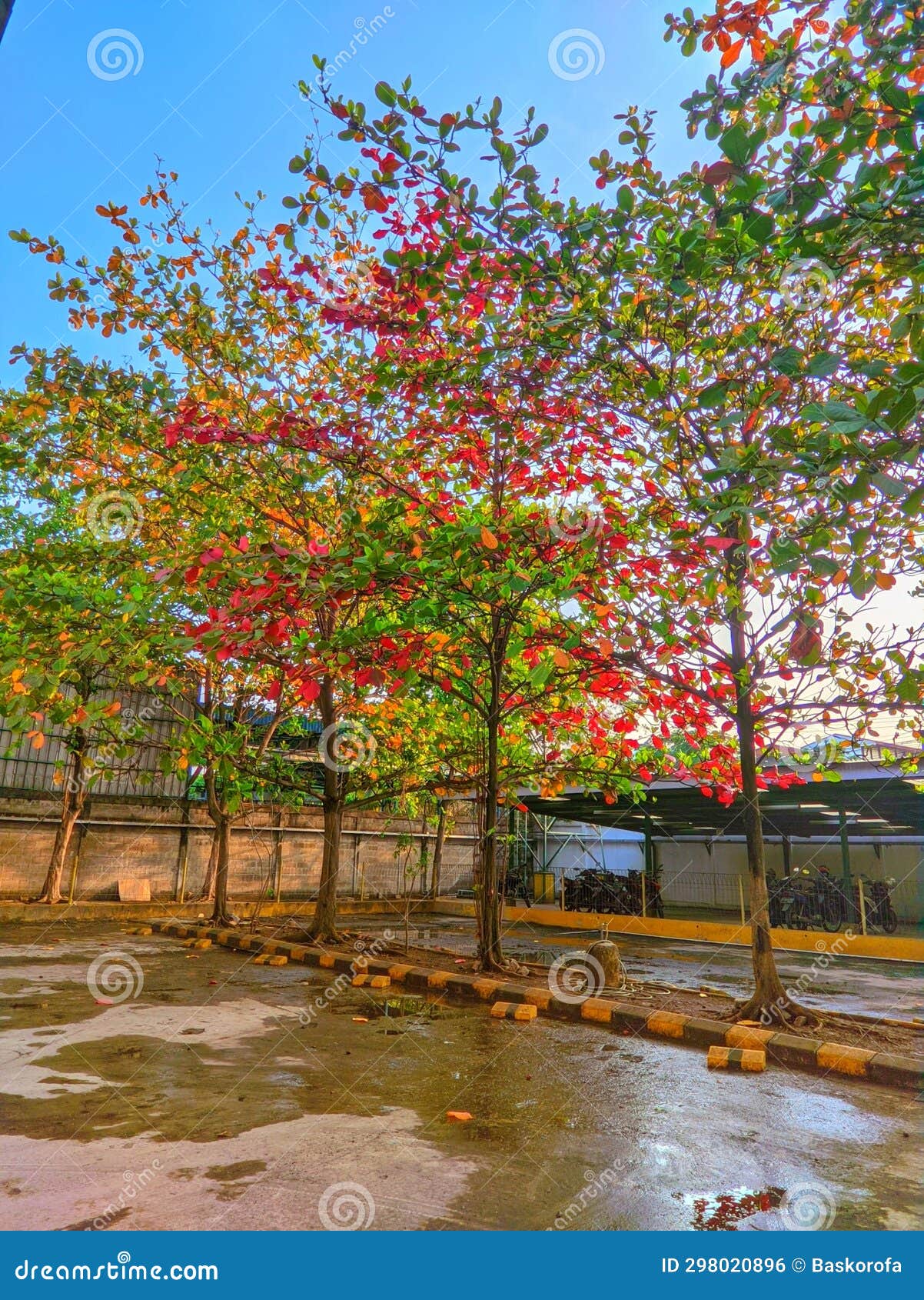 Beautiful Red Leaf Trees in the Parking Lot Stock Photo - Image of ...