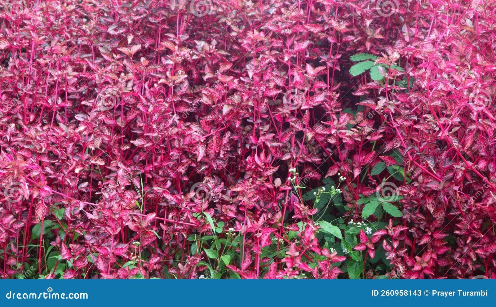Beautiful Red Leaves As the Background Stock Image - Image of outdoors ...