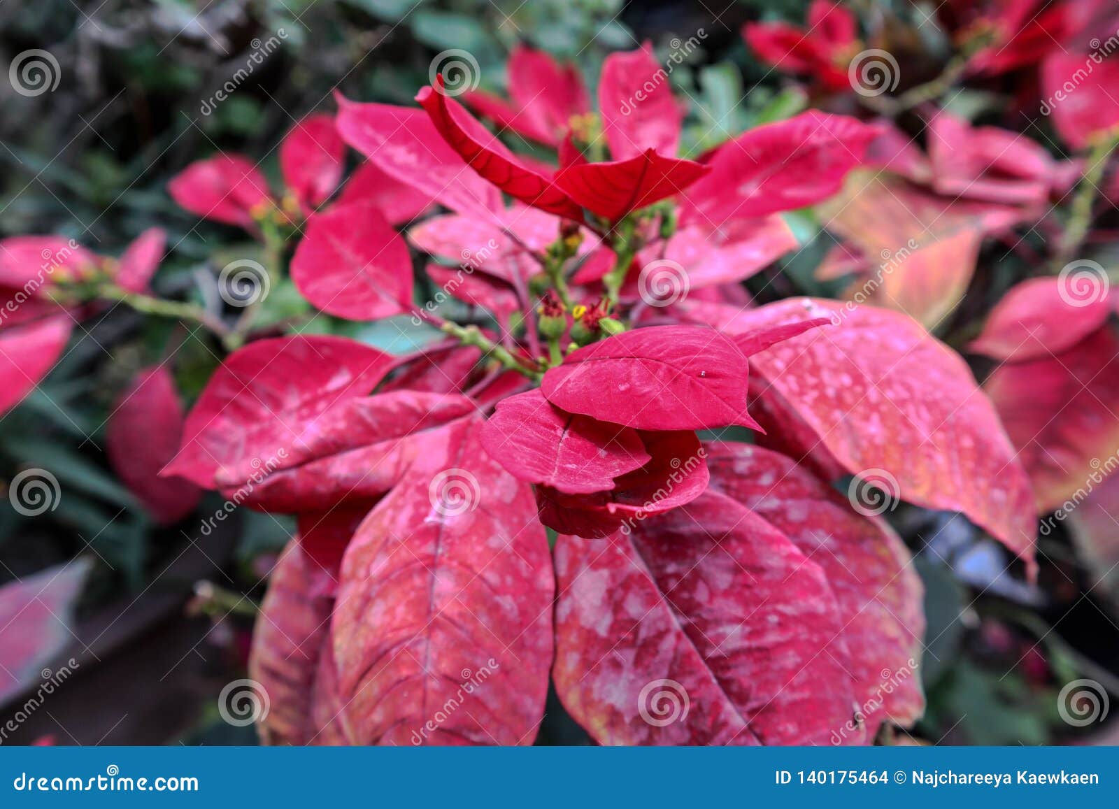 Beautiful Red Leaves, Blooming Flowers Stock Photo - Image of leaves ...