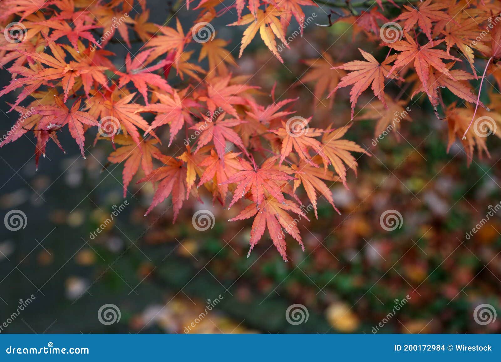 Beautiful Red Leaves on the Tree Stock Photo - Image of green, natural ...