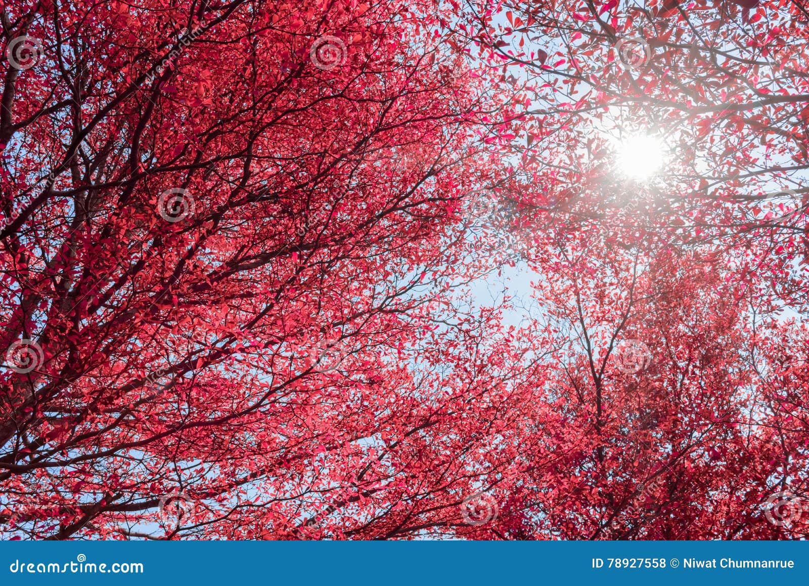 Beautiful Red Leaves on Tree and Sun Light Stock Photo - Image of large ...