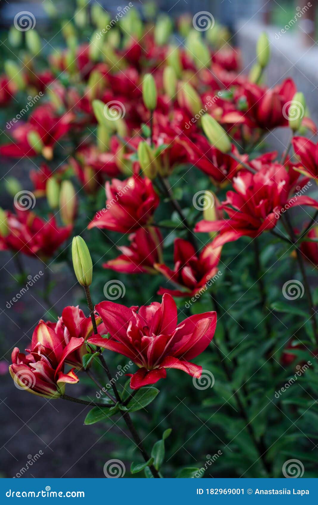 Beautiful Red Lilies with Open Buds. Stock Image - Image of botany ...