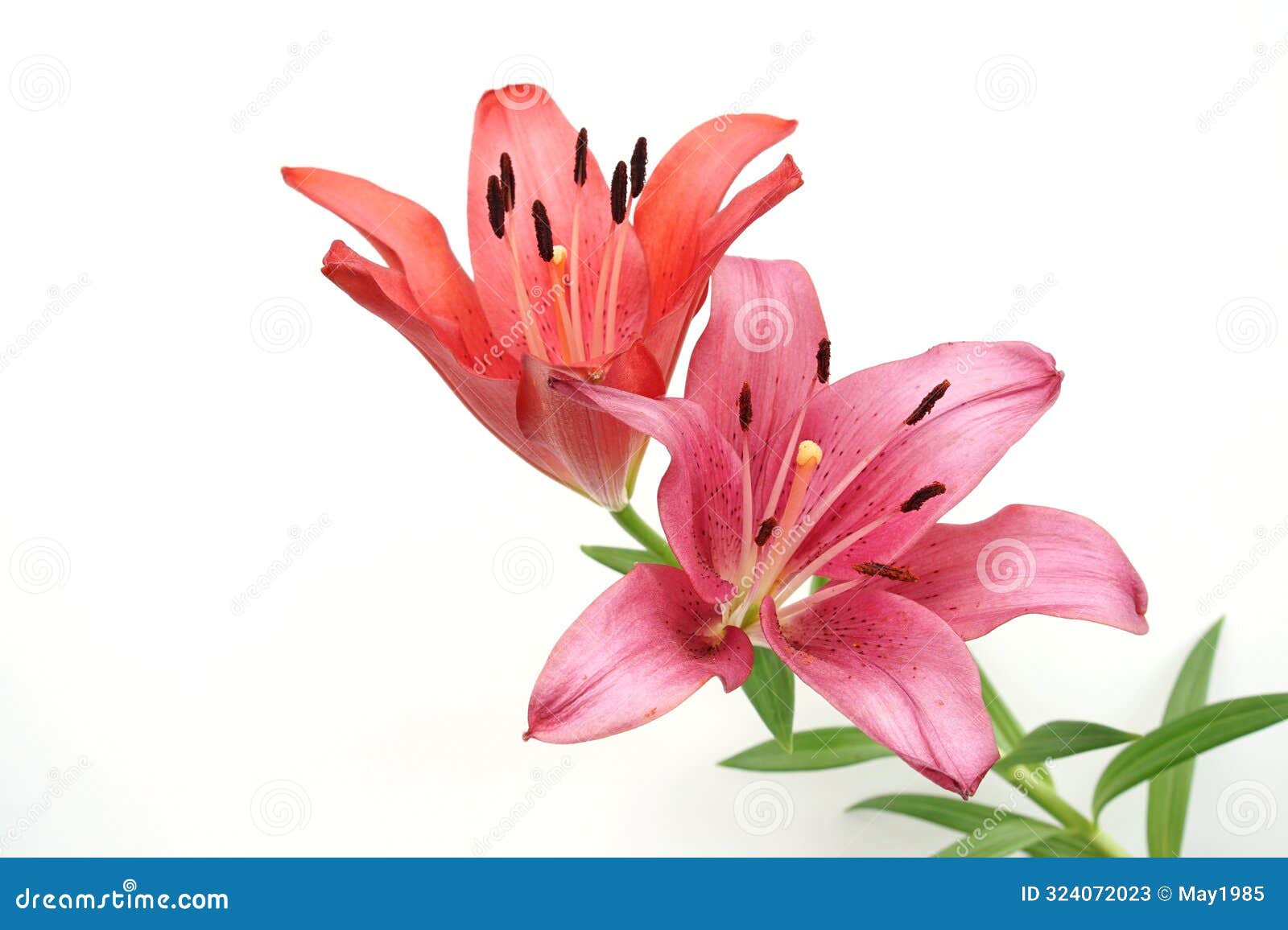 Beautiful Red Lilly Blooming Flower Isolated on Whit Background Stock ...