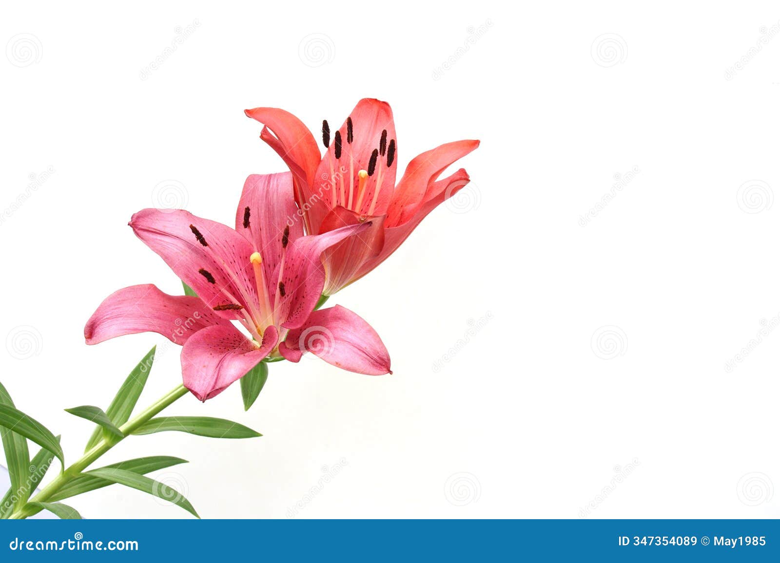 Beautiful Red Lilly Blooming Flower Isolated on Whit Background Stock ...