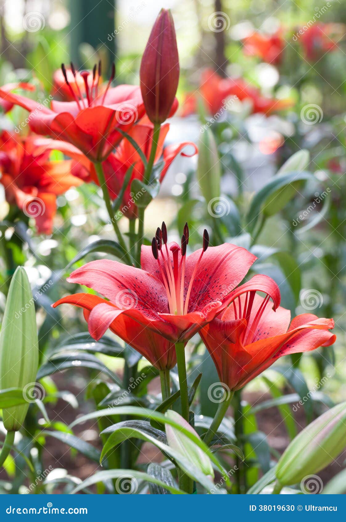 The Beautiful Red Lily in Garden at the Morning Stock Photo - Image of ...