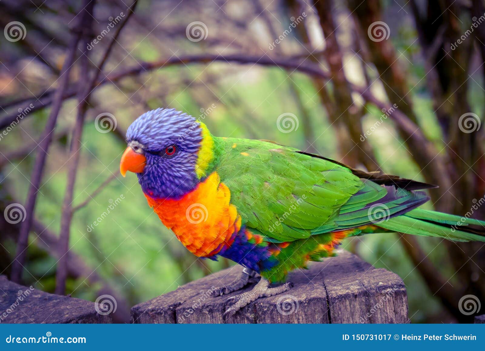 Beautiful Lories in the Wild Stock Image - Image of parakeet, beak ...