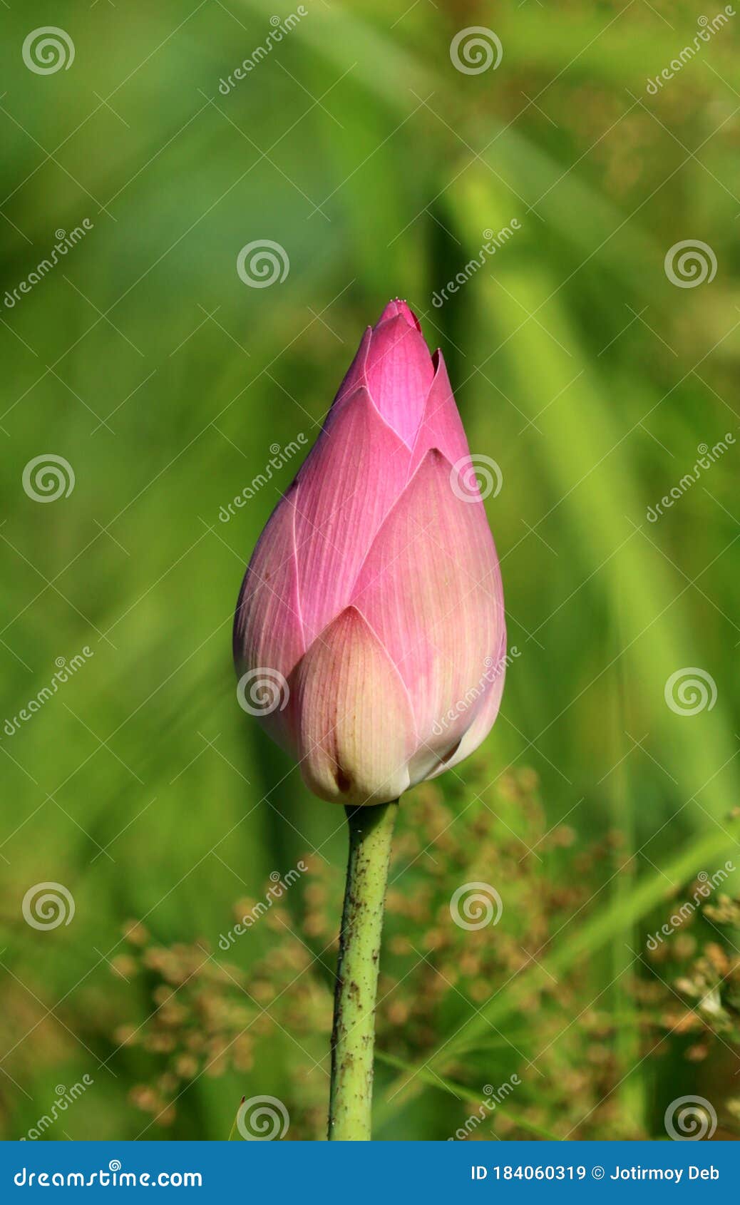 Beautiful Red lotus stock image. Image of beautiful - 184060319
