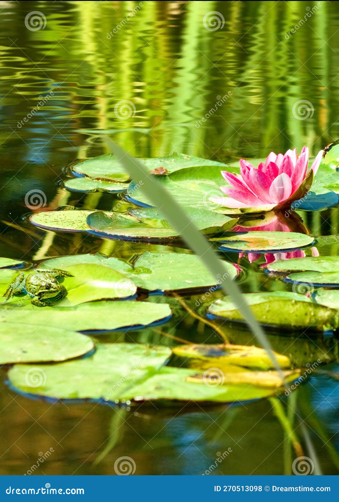 Beautiful Red Lotus Flower and Frog Stock Photo - Image of aquatic ...