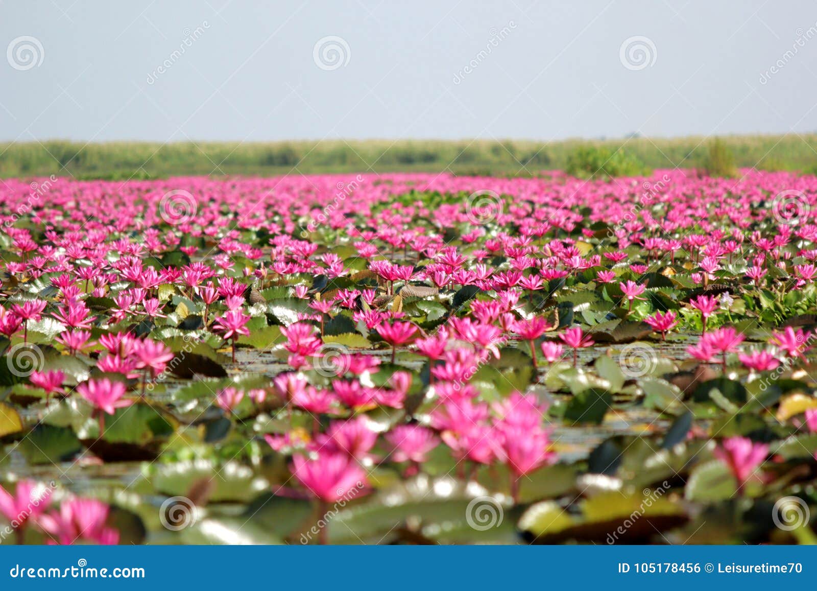Red Lotus Flower in the Pond Stock Photo - Image of blossom, fresh ...