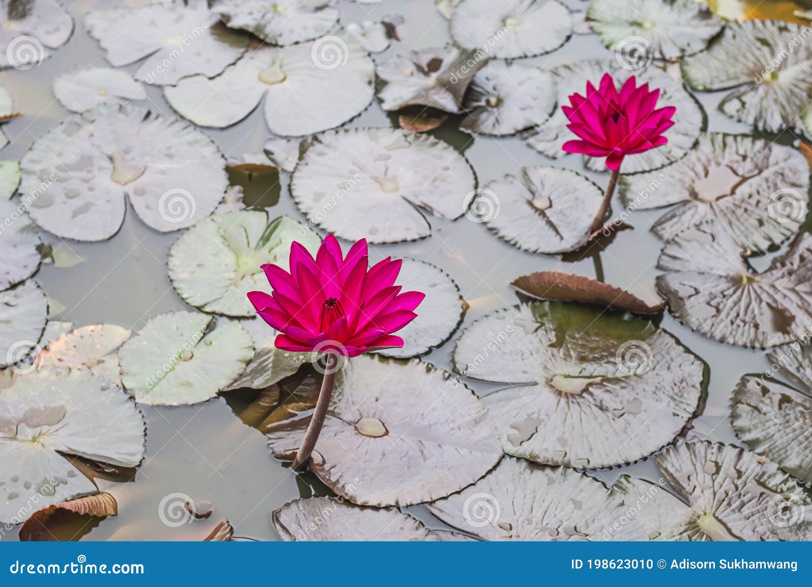 Beautiful Red Lotus Flower in the Pond Stock Photo - Image of lake ...