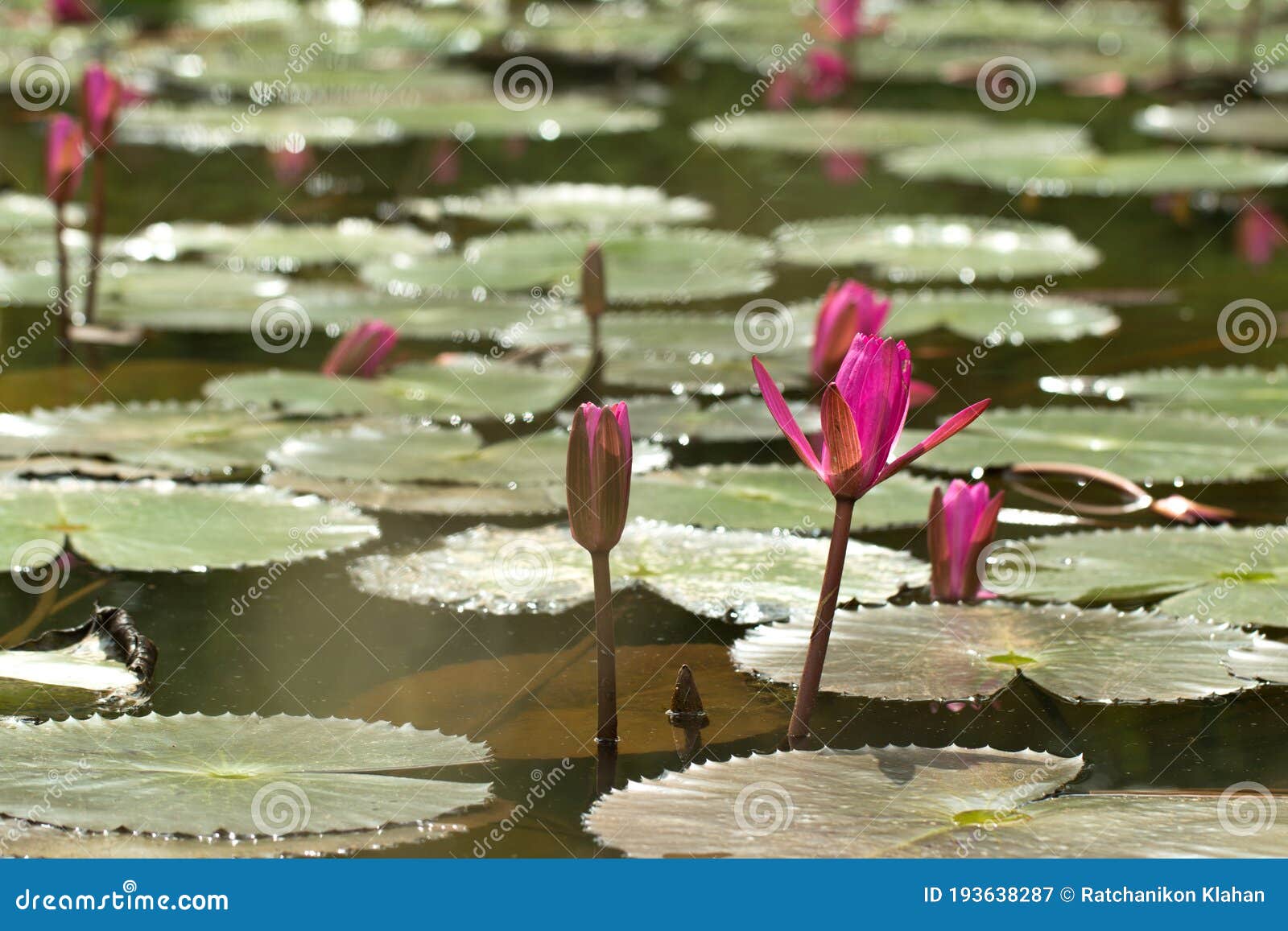 Beautiful Red Lotus in Natural Water Pool Stock Image - Image of ...