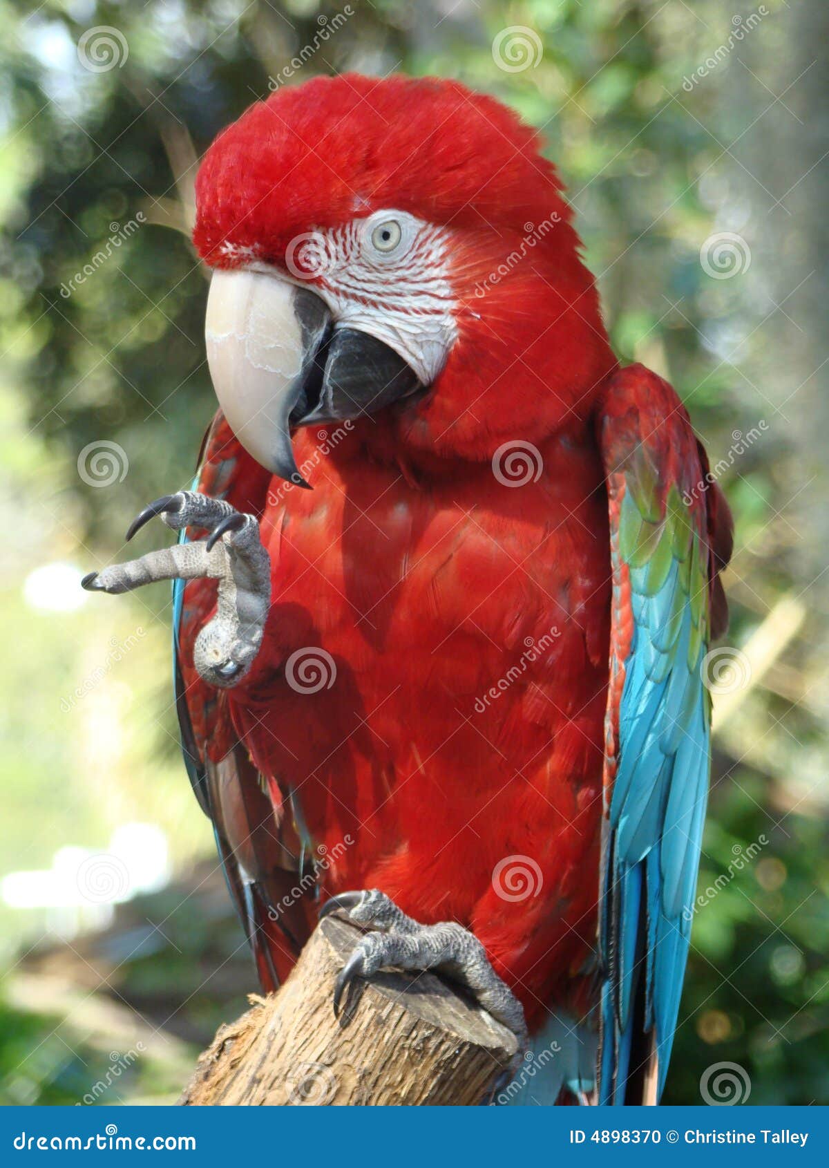 Beautiful Red Macaw stock photo. Image of aviary, parrot - 4898370