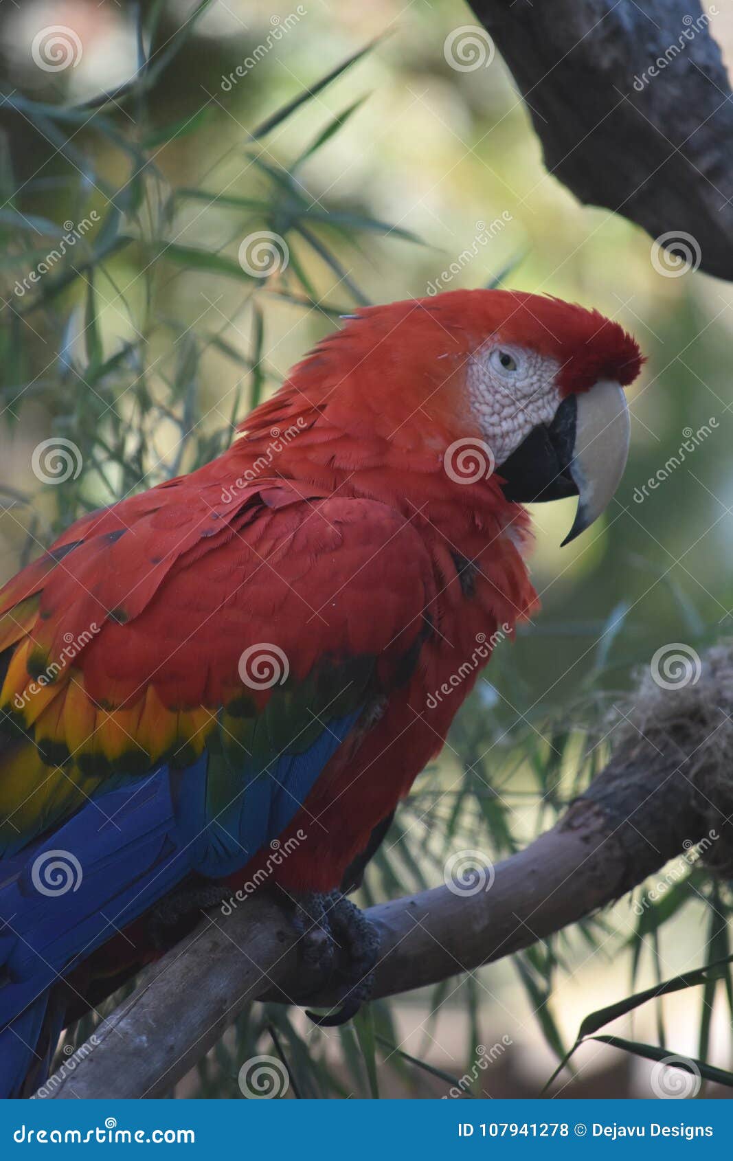 Close Up on the Beautiful Face of a Scarlet Macaw Stock Photo - Image ...