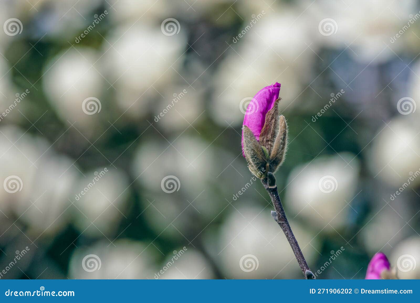 Beautiful Red Magnolia Flower Buds on a Tree Branch in Springtime Stock ...